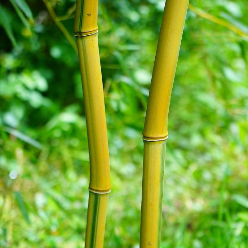 Produits – Pandam
